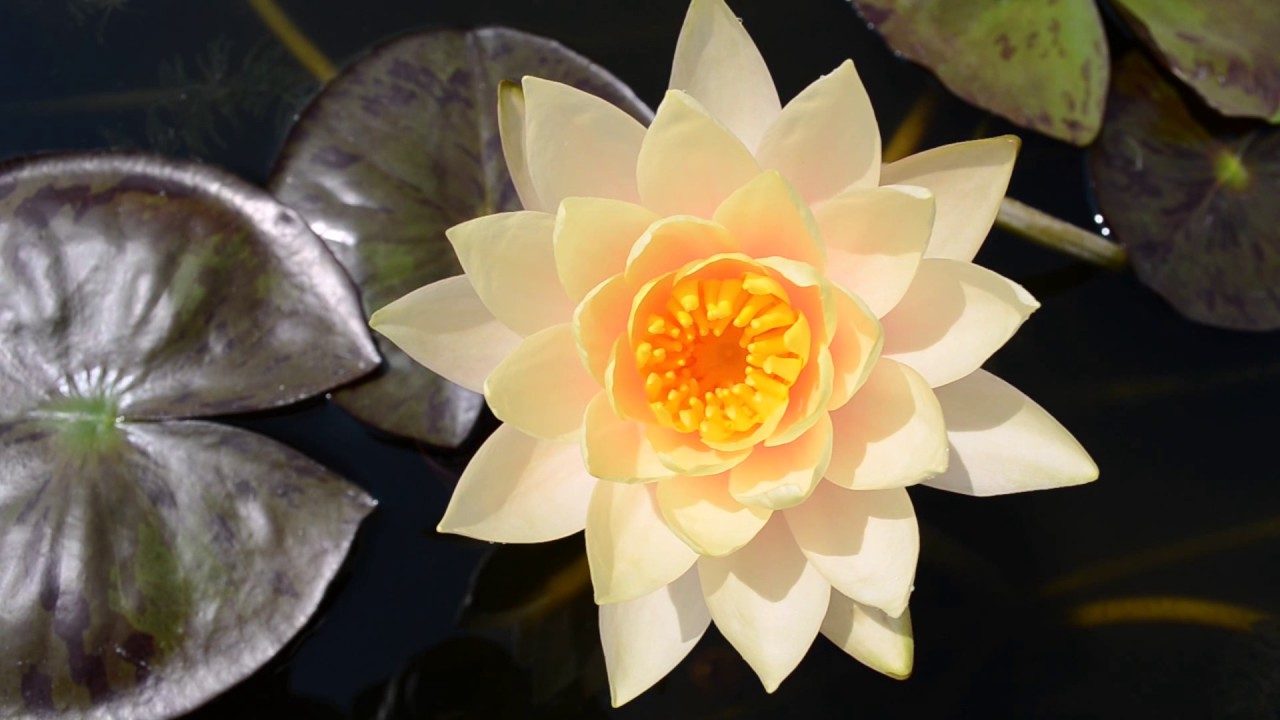 nymphaea Inner Light - YouTube