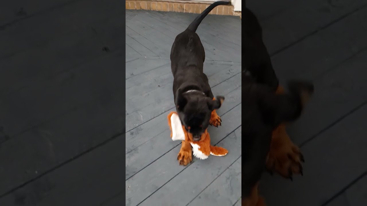 Happy 8 week old rottweiler puppy playing - YouTube