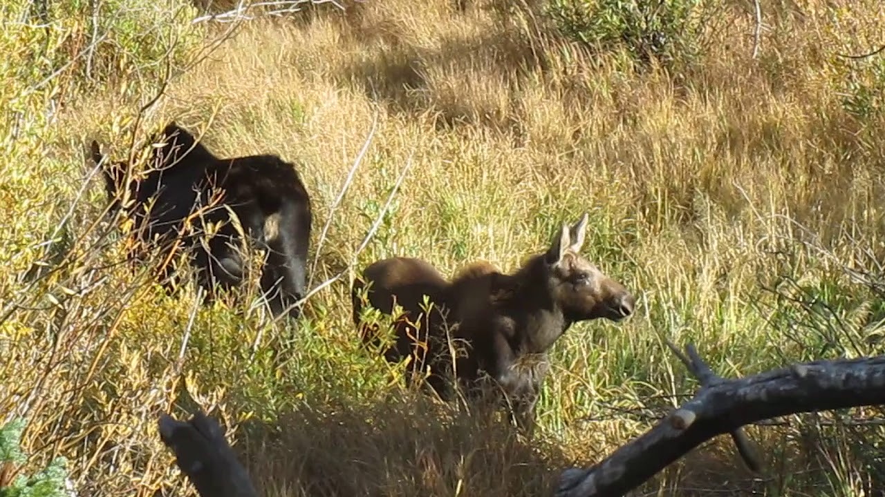 Moose Calf Nursing - YouTube