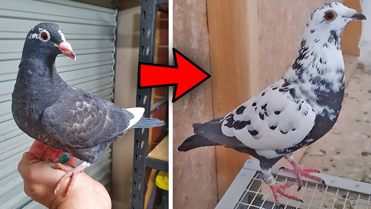 NEW BABY PIGEONS ( TIGER GRIZZLE?) - YouTube