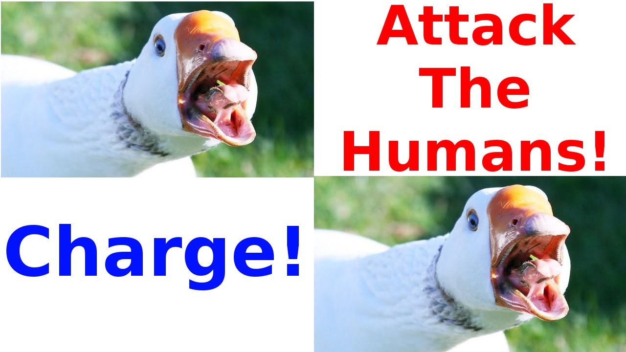 Angry geese walking and honking whitenoise ASMR 10hrs - YouTube