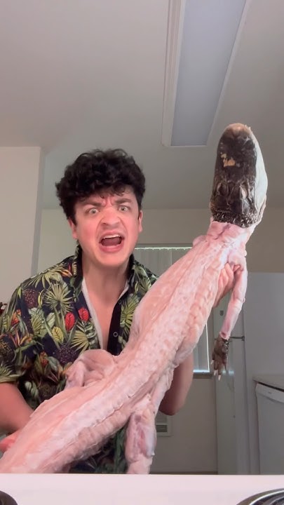 Alligator 🐊 - YouTube