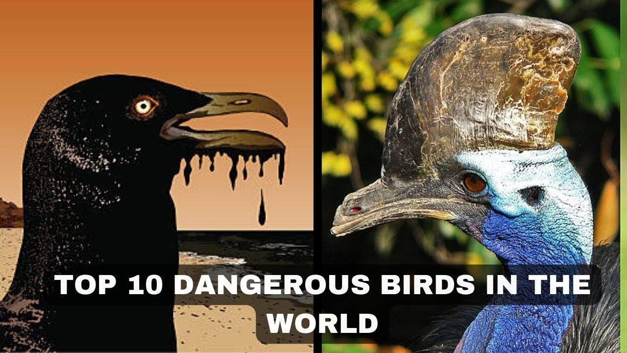 Most Amazing Top 10 Dangerous Birds In the world - YouTube