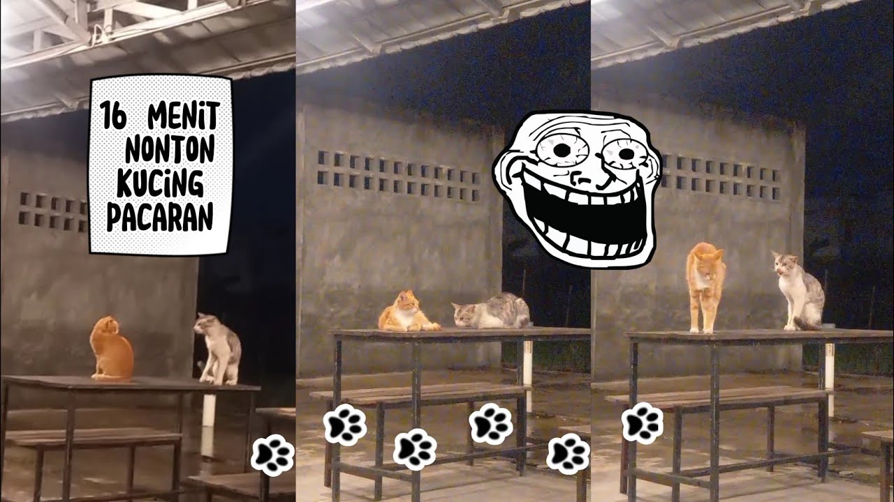 16 MENIT NONTON KUCING PACARAN 🤣 - YouTube