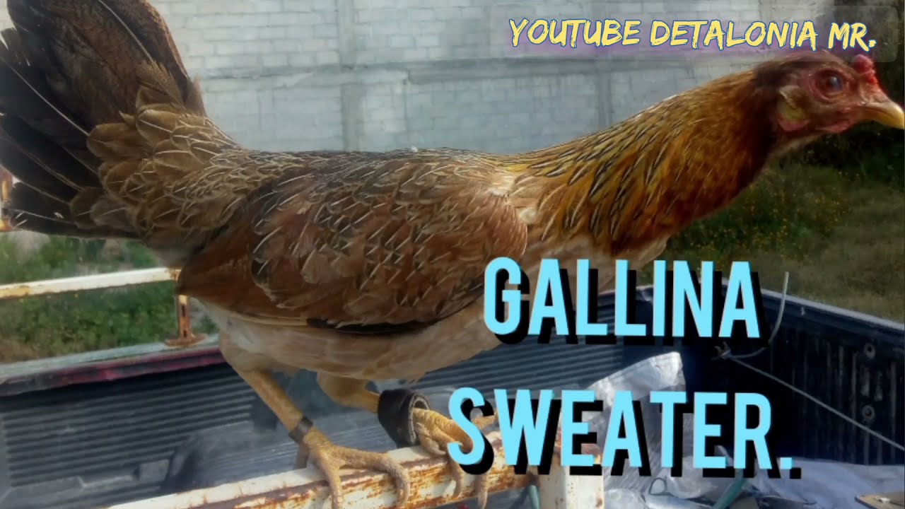 GALLINA FINA, SWEATER. - YouTube