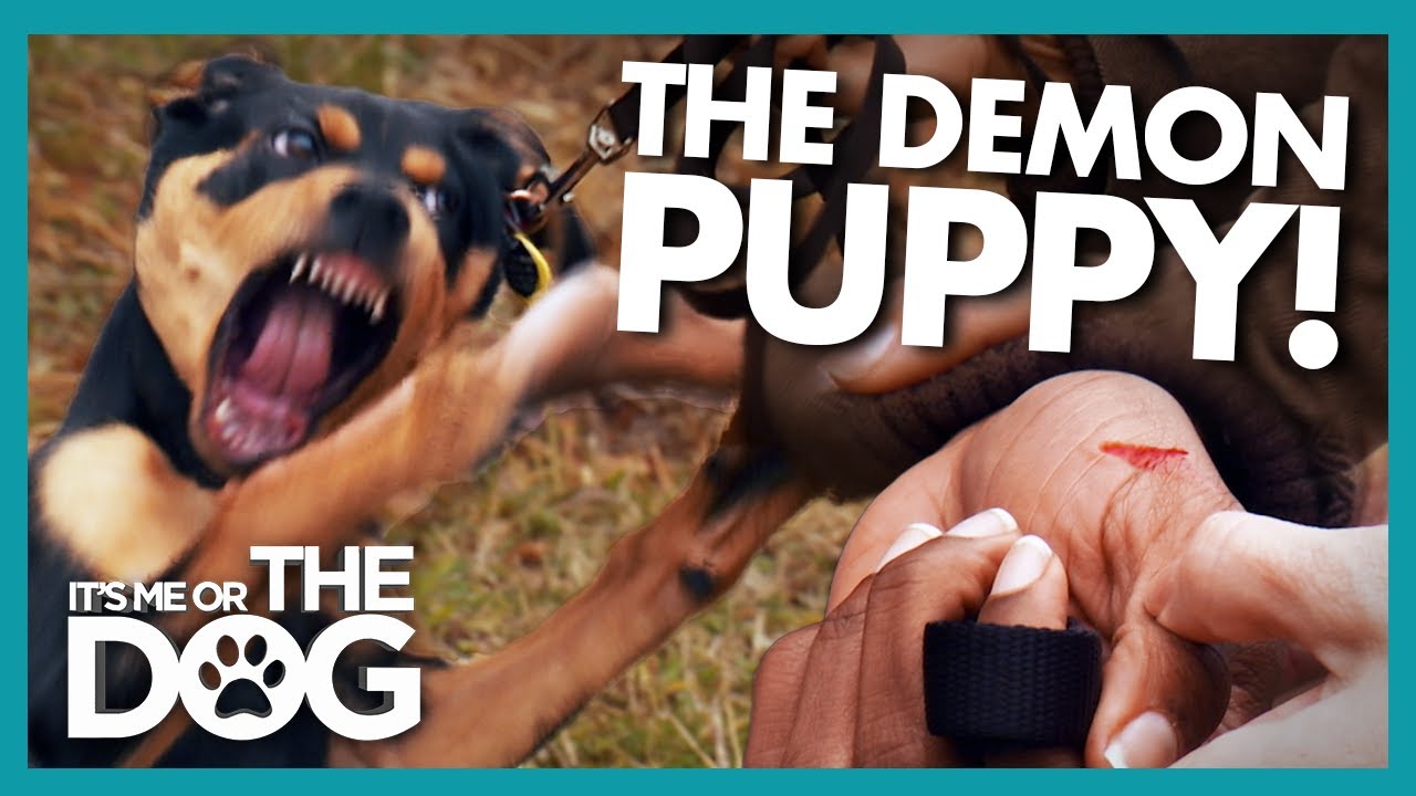 Demon Puppy Draws Blood During Tantrum! | It's Me or The Dog - YouTube