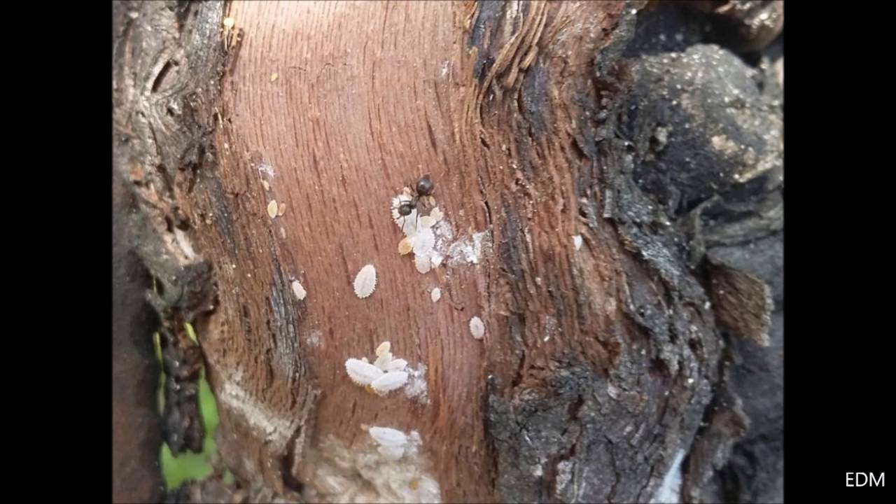 Planococcus ficus, grape mealybug, 14 Jun 2016, ED Marchesini - YouTube