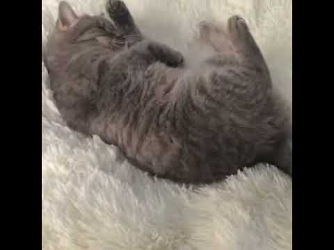 Киска - YouTube