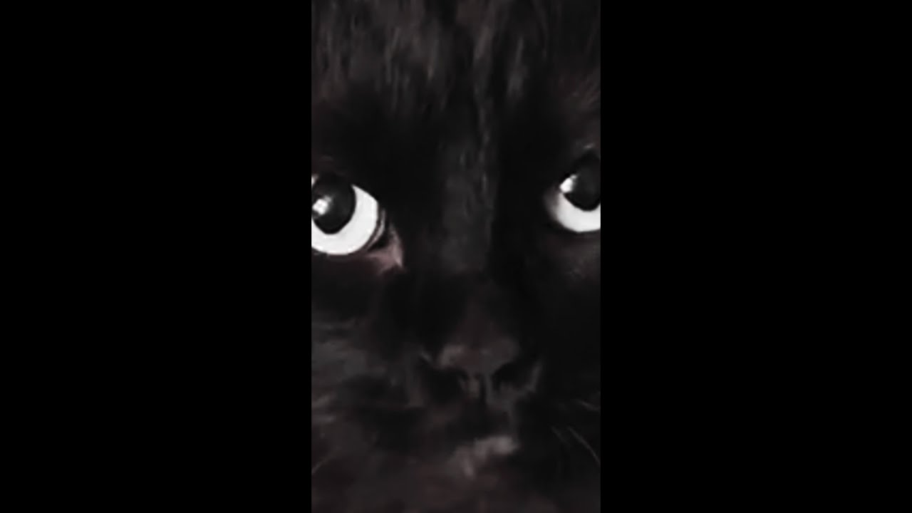 Maxwell The Clicker Cat - YouTube