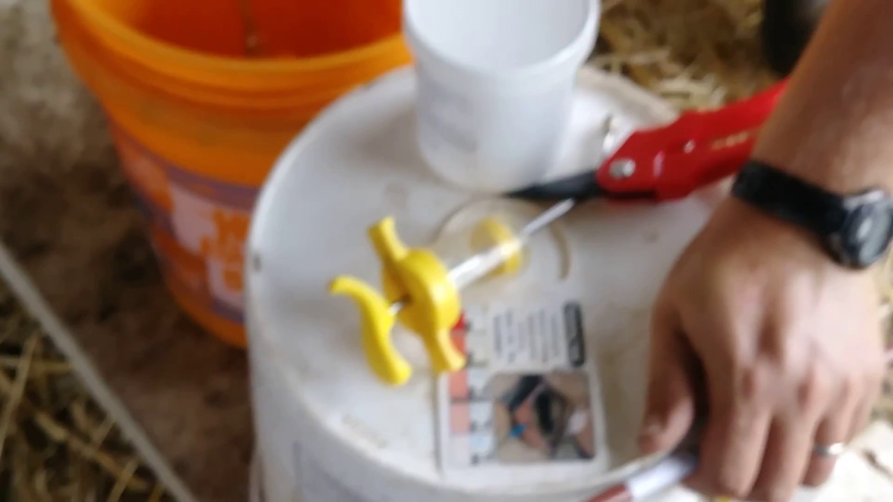 Drenching a goat - YouTube