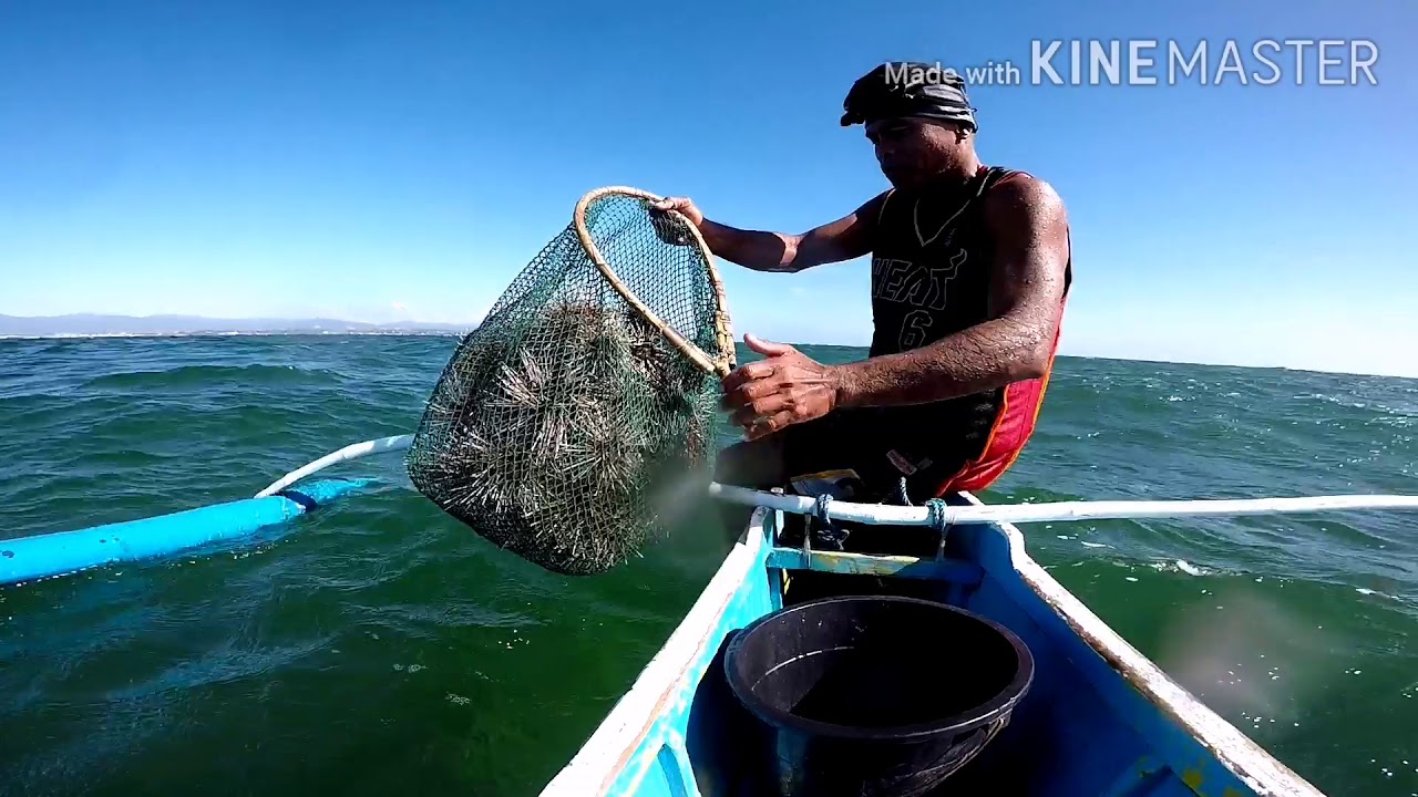 How to get Sea Urchin or Toyum in the Philippines, How much it cost ...