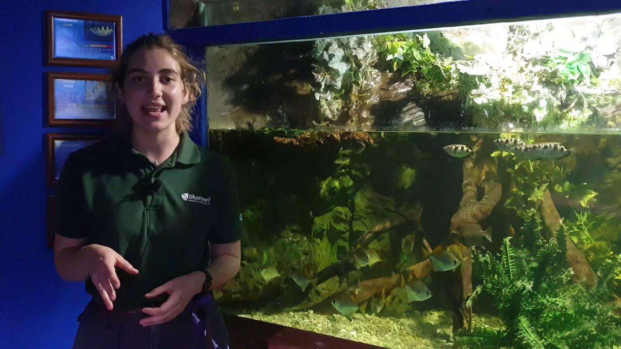 Archer Fish at Blue Reef Aquarium Portsmouth - YouTube
