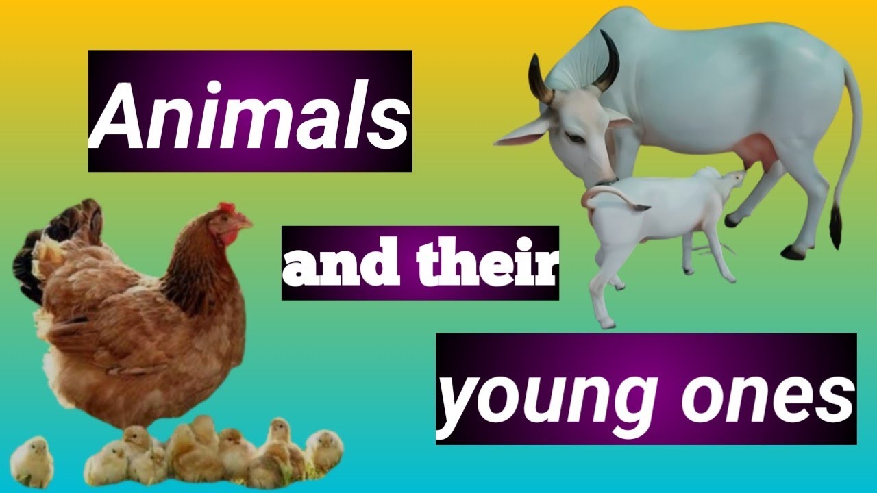 Animals and their young ones for pre school | LKG | UKG | Sharadamma ...