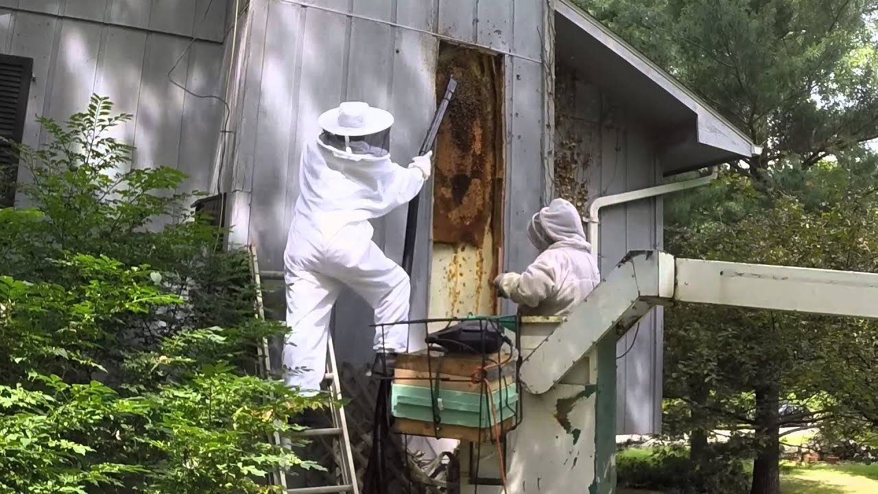 Honey Bee Project - YouTube