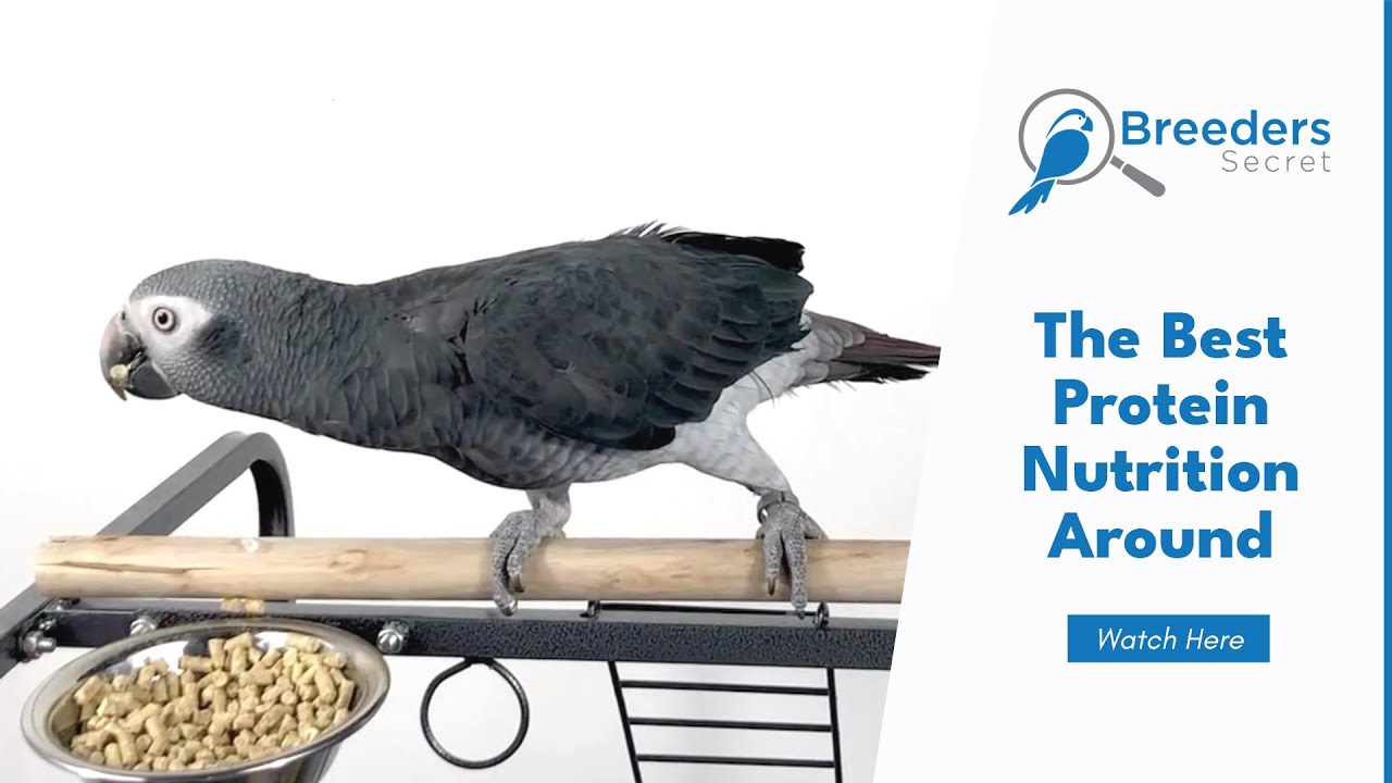 What Is Avian Protein at Harry Brawner blog