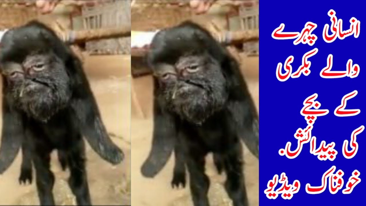 Birth of a human-faced goat baby…. Fearsome Video | PK News - YouTube