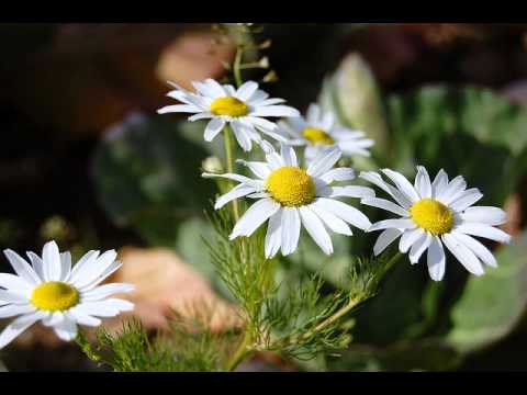 Genc Kaloti Lule Dele - YouTube