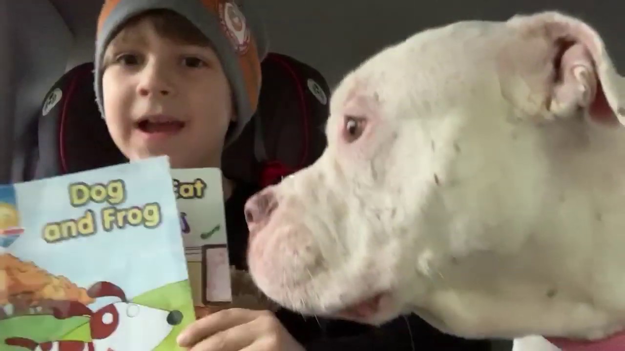 “That Cat” and “Dog & Frog” - YouTube