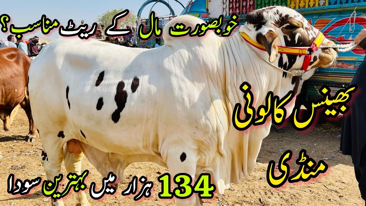 Bhains Colony Mandi Rates Update | 6 March 2024 | Cow Mandi 2024 - YouTube