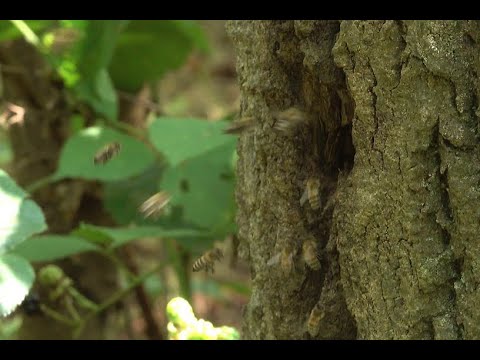 Honingbij Apis mellifera, verwilderd volk