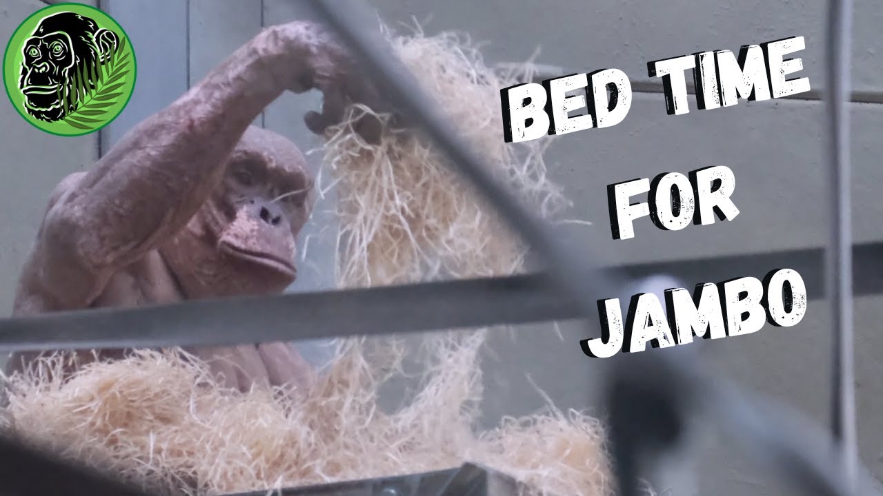 Bedtime For Jambo The Hairless Chimp - YouTube