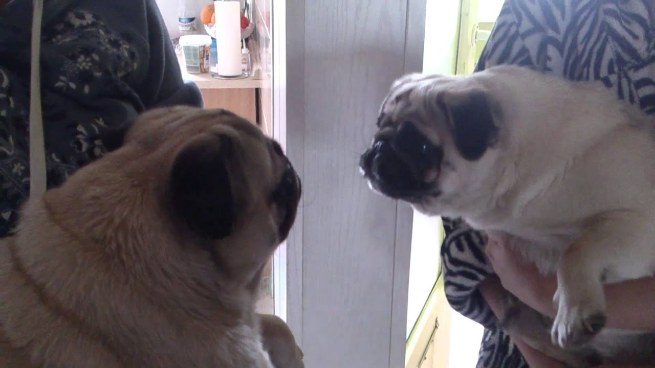 Fighting pugs :) - YouTube