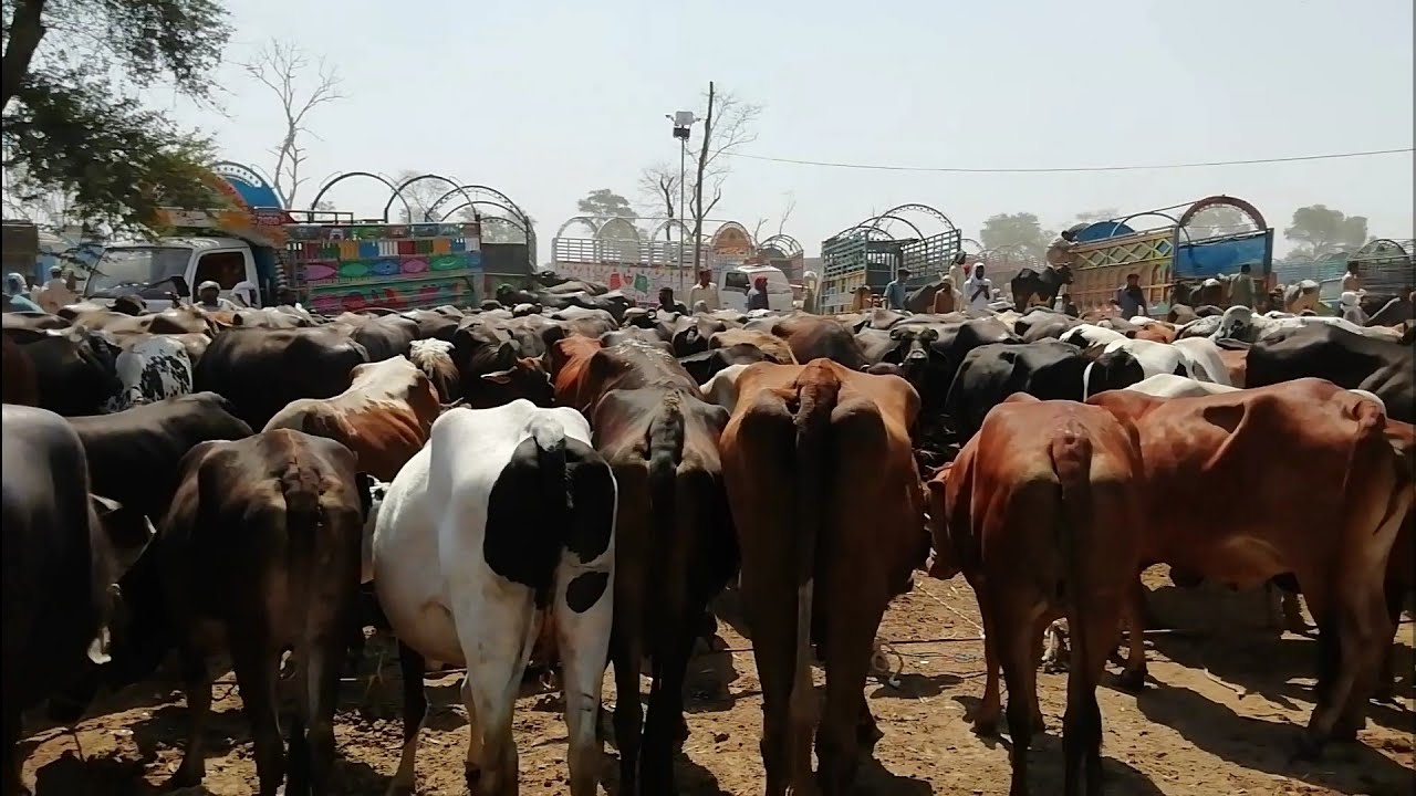 Information for different types of qurbani janwar in janwar mandi doli ...