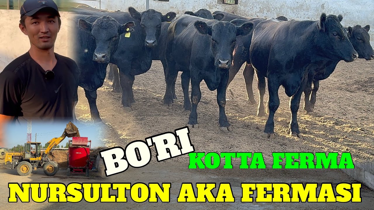 NURSULTON AKA KOTTA FERMADA ANGUS BUQALARI SOTILADI. 140 BOSH BUQA ...
