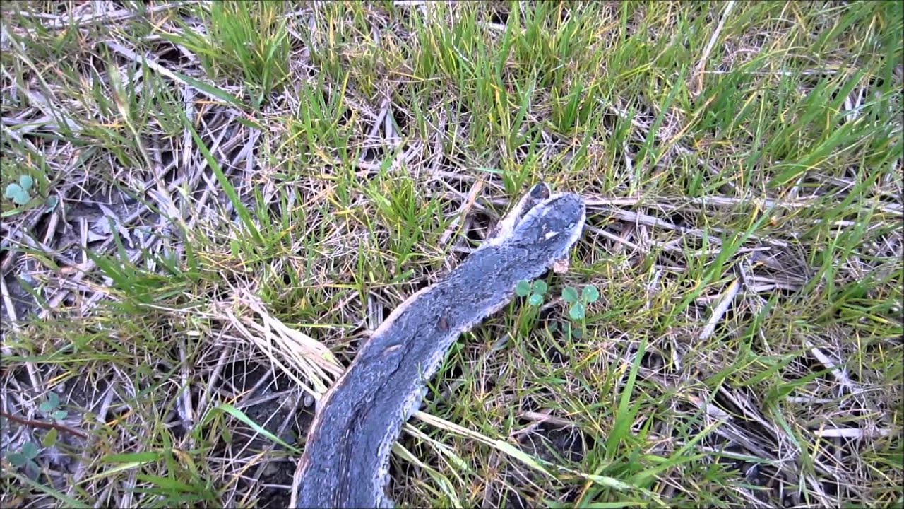 Snake Pancake - YouTube