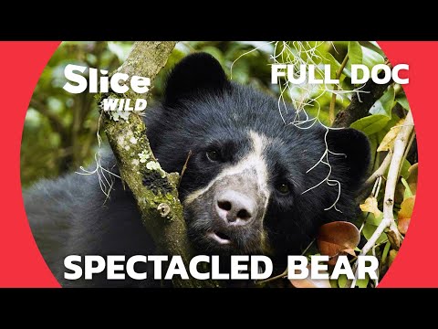 The Secret life of Spectacled Bear | SLICE WILD | FULL DOC