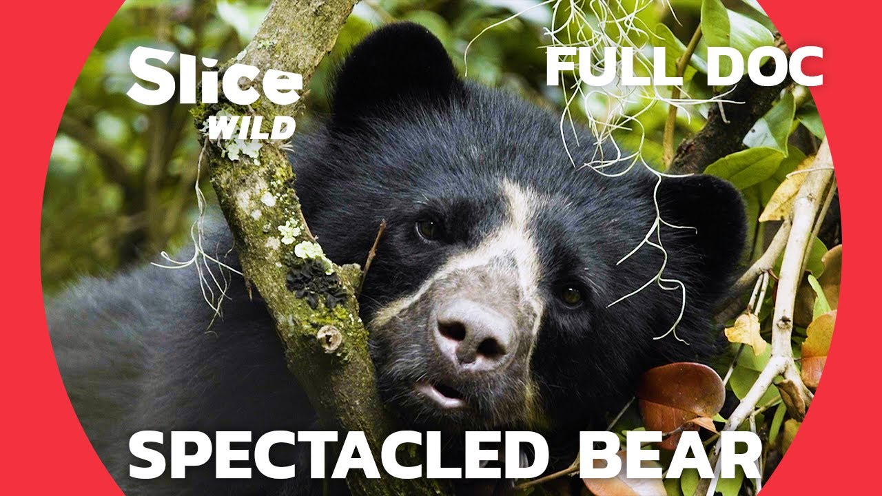 The Secret life of Spectacled Bear | SLICE WILD | FULL DOC - YouTube