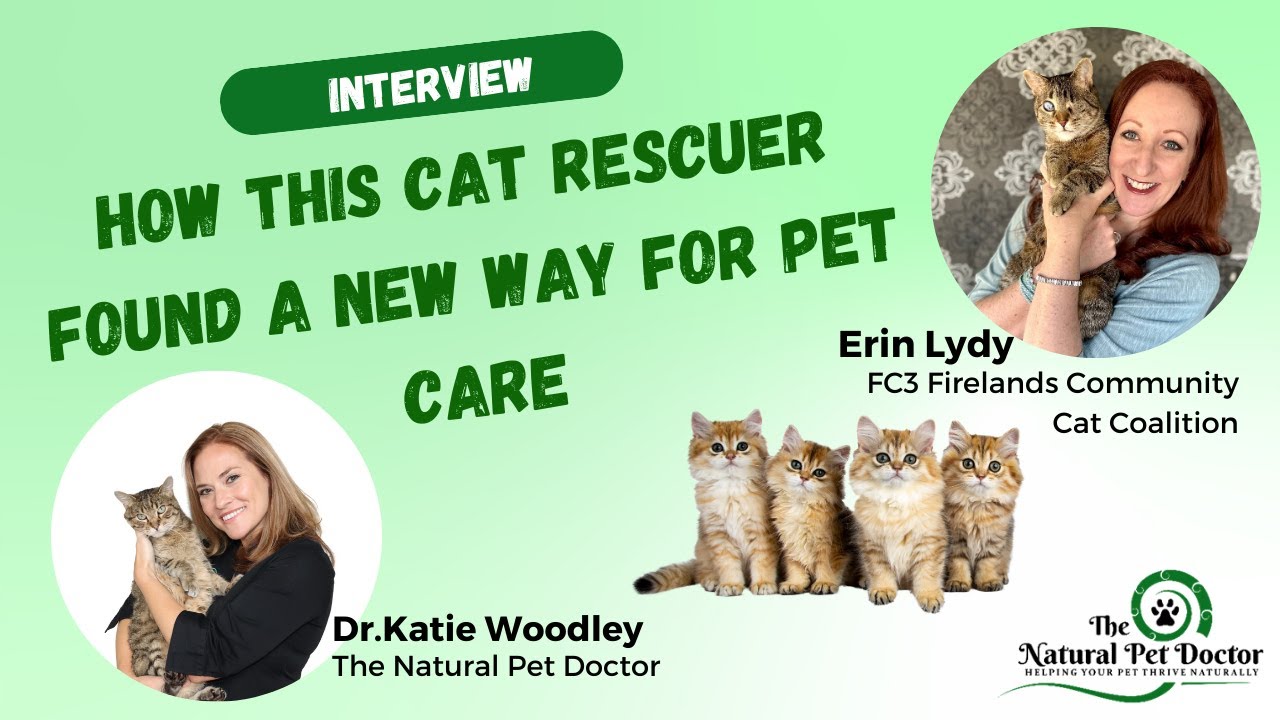 How This Cat Rescuer Found A New Way To Serve & Help Her Cats - YouTube