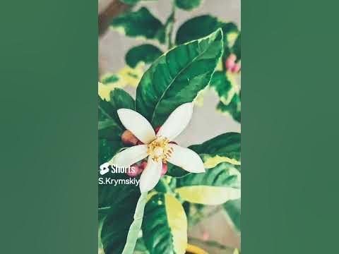 🍋 Лимон Эврика Пинк Вариегатный | Variegated Pink Eureka Lemon #plants ...