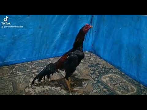 pai MAMANGAVA mãe costa pelada 🔥