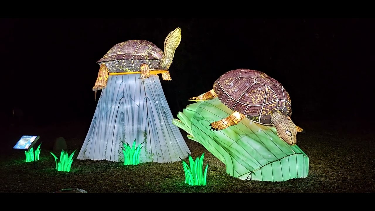 Glowing Wild 2024 Turtles - YouTube