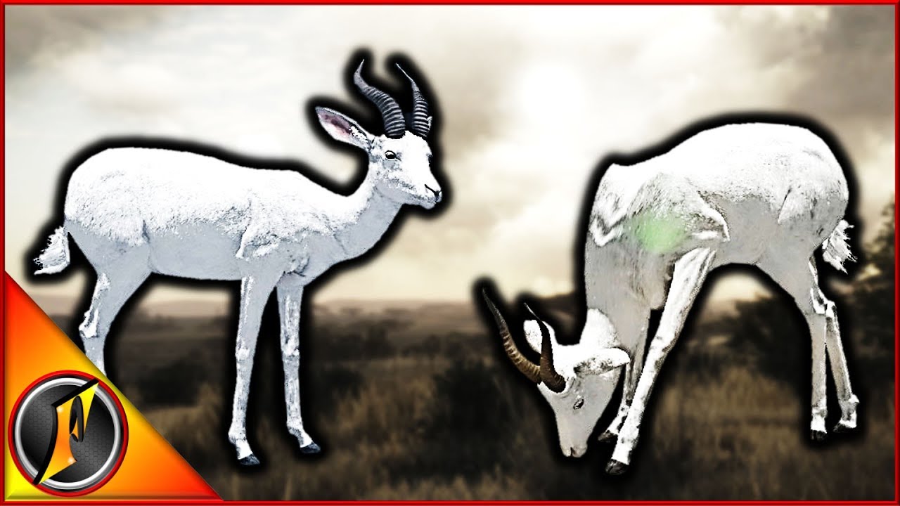 Double Albino Springbok & More on Vurhonga Savanna! - YouTube