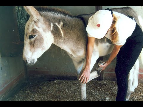 LTR Training Tip #1: Training Donkeys - YouTube