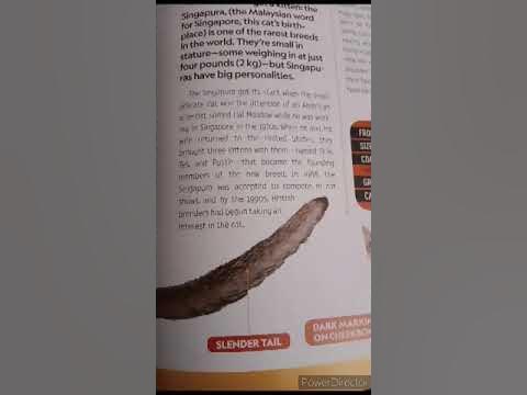 I'm Reading About My National Geographic Kids Cat Breed Guide Part 64 ...