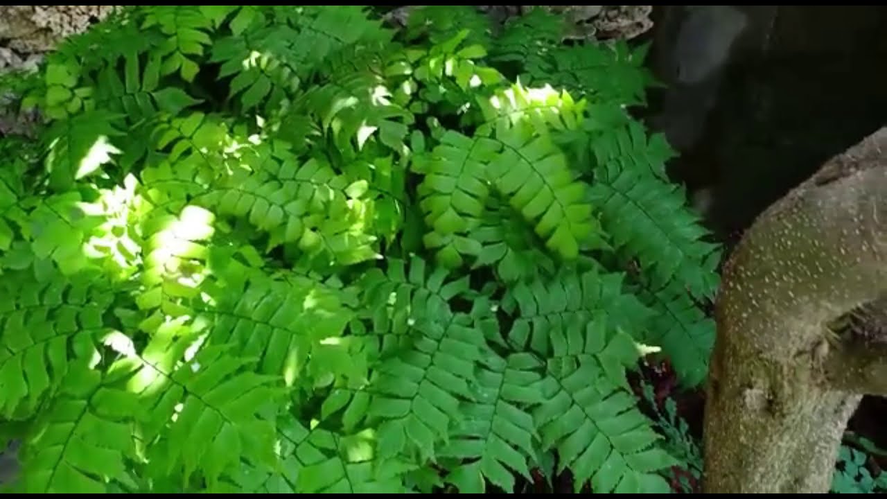 Mengenal Dan Cara Perawatan Bunga Suplir - YouTube