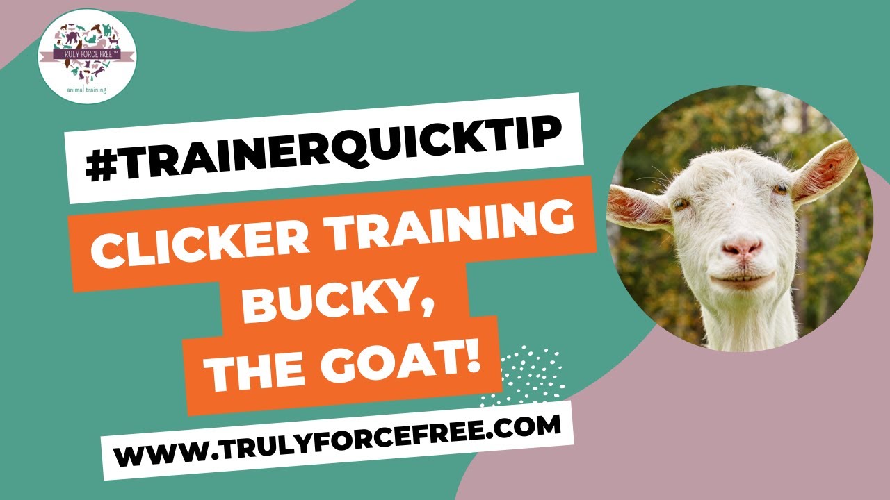#trainerquicktip Clicker Training Bucky, The Goat! - YouTube