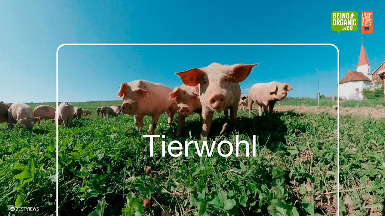 Tierwohl in der Öko-Landwirtschaft in 180°erleben. - YouTube