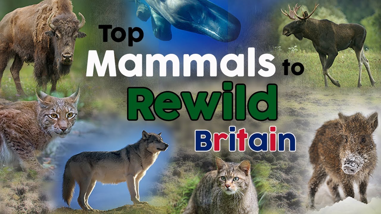 Top Mammals to Rewild Britain 👉 Rewilding Britain 👉 Reintroductions ...