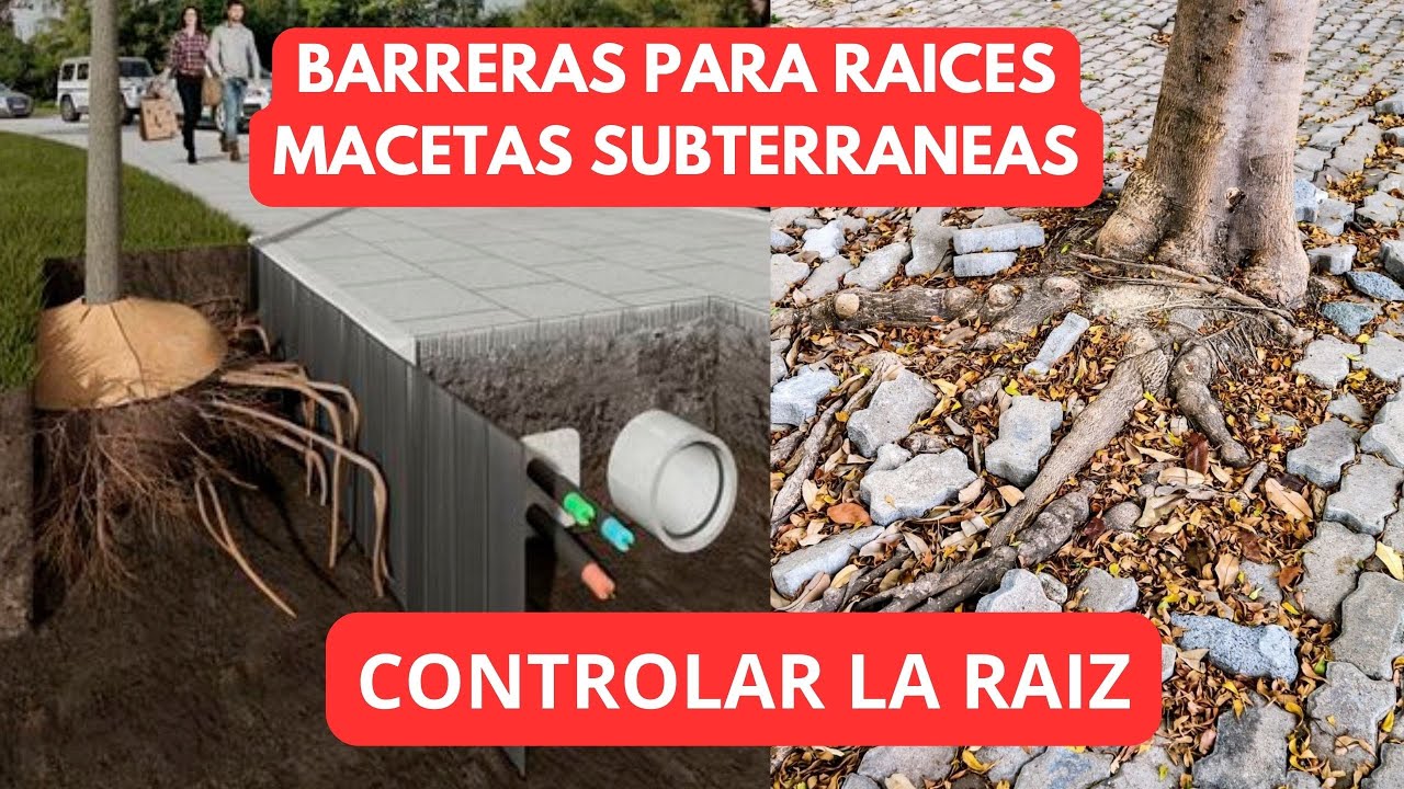 COMO CONTROLAR LA RAIZ DE LOS ARBOLES Y TE MUESTRO MI MACETA ...