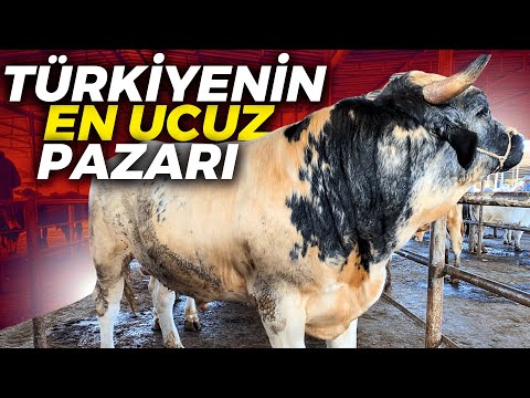 GELEN BOŞ DÖNMÜYOR | 8000 TL DEN BAŞLAYAN FİYATLARLA ..