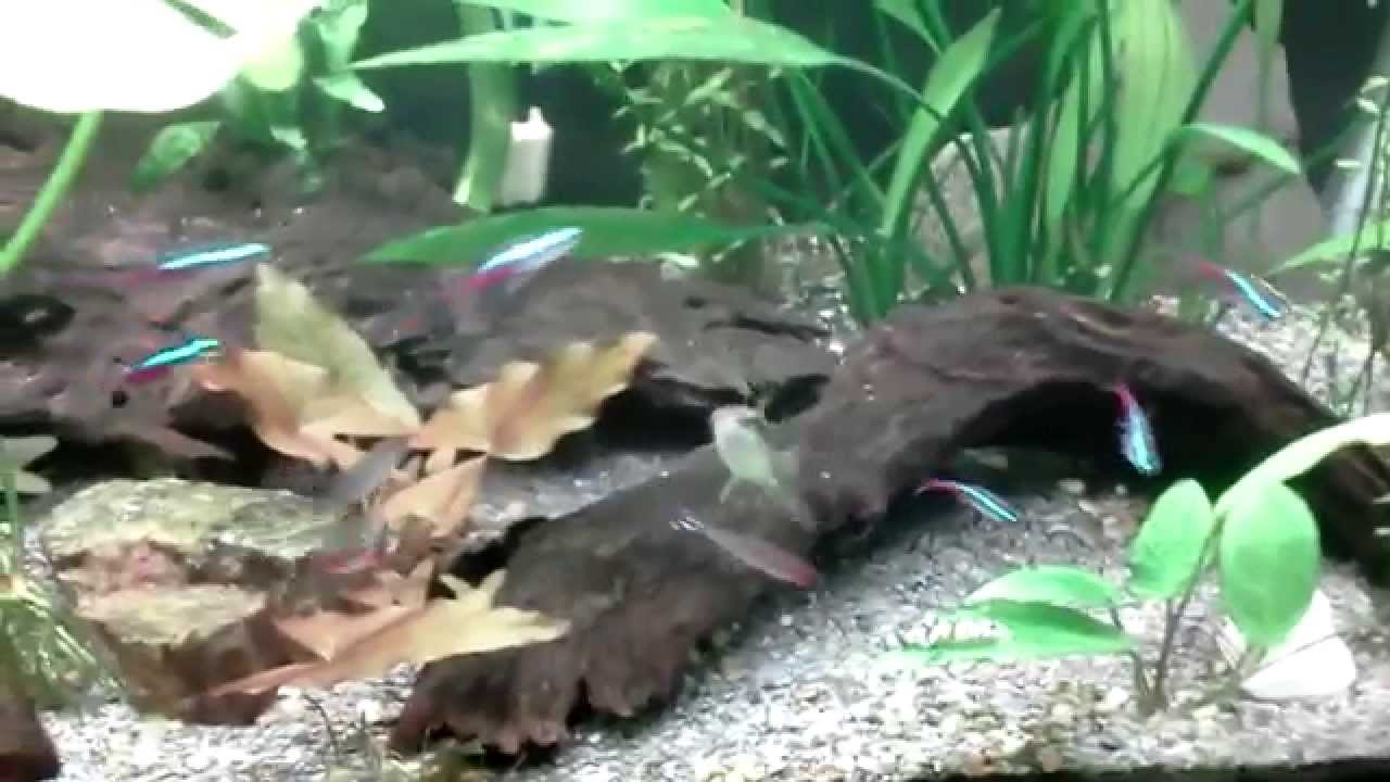 really pretty 29 gallon planted tank! - YouTube