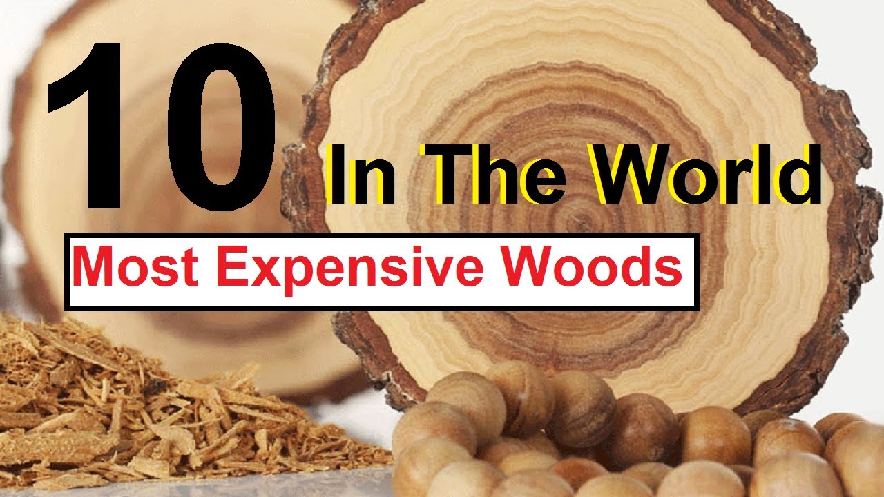 Top 10 MOST Expensive Woods In The World | 10 Most Expensive Wood In ...