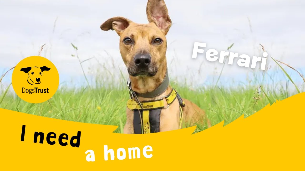 Ferrari the fabulous Lurcher | Dogs Trust Leeds - YouTube