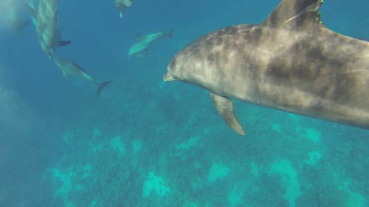 GoPro Hero3 Black Edition - Swimming/Diving with dolphins (El Gouna ...