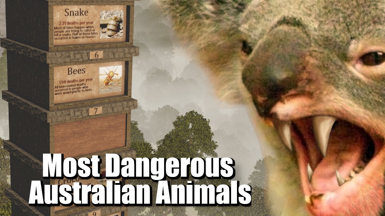Most Dangerous Australian Animals [Comparison] - YouTube