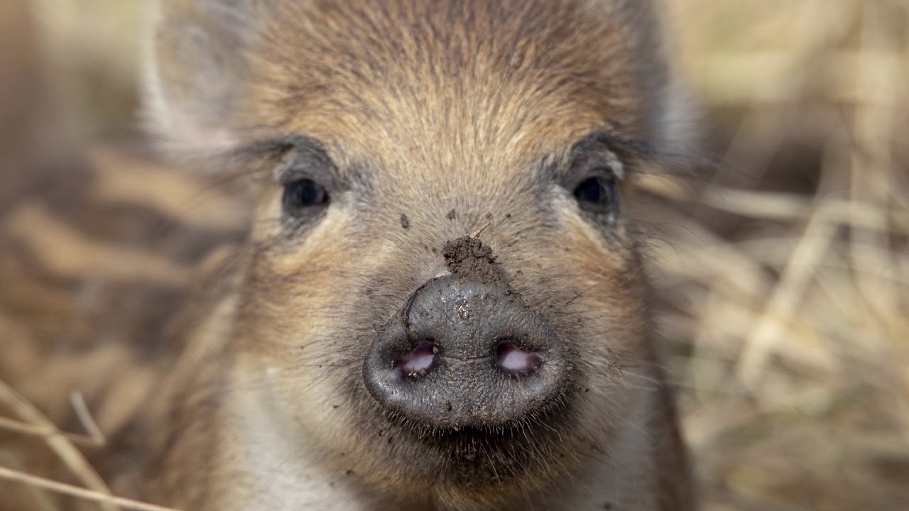 Wild boar babies - YouTube